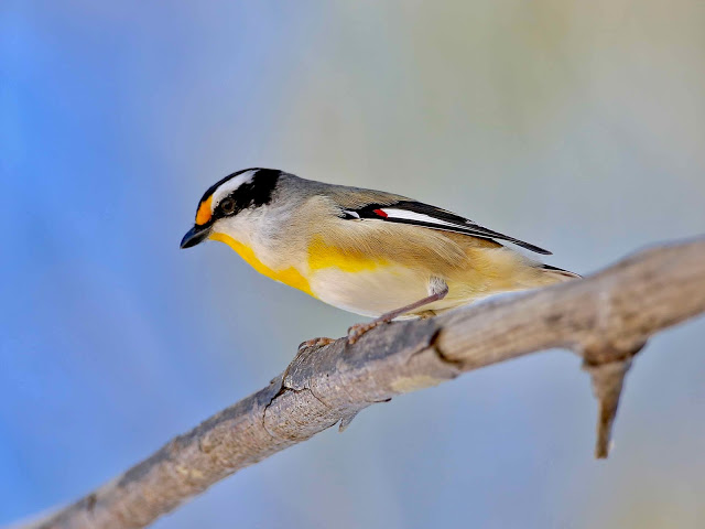 Community teamwork wins Tallow Bird protection – Byron Residents' Group